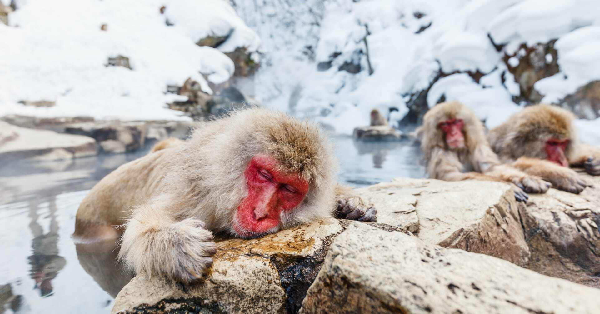Best Time to Visit Japan for Every Season | Wayfairer Travel