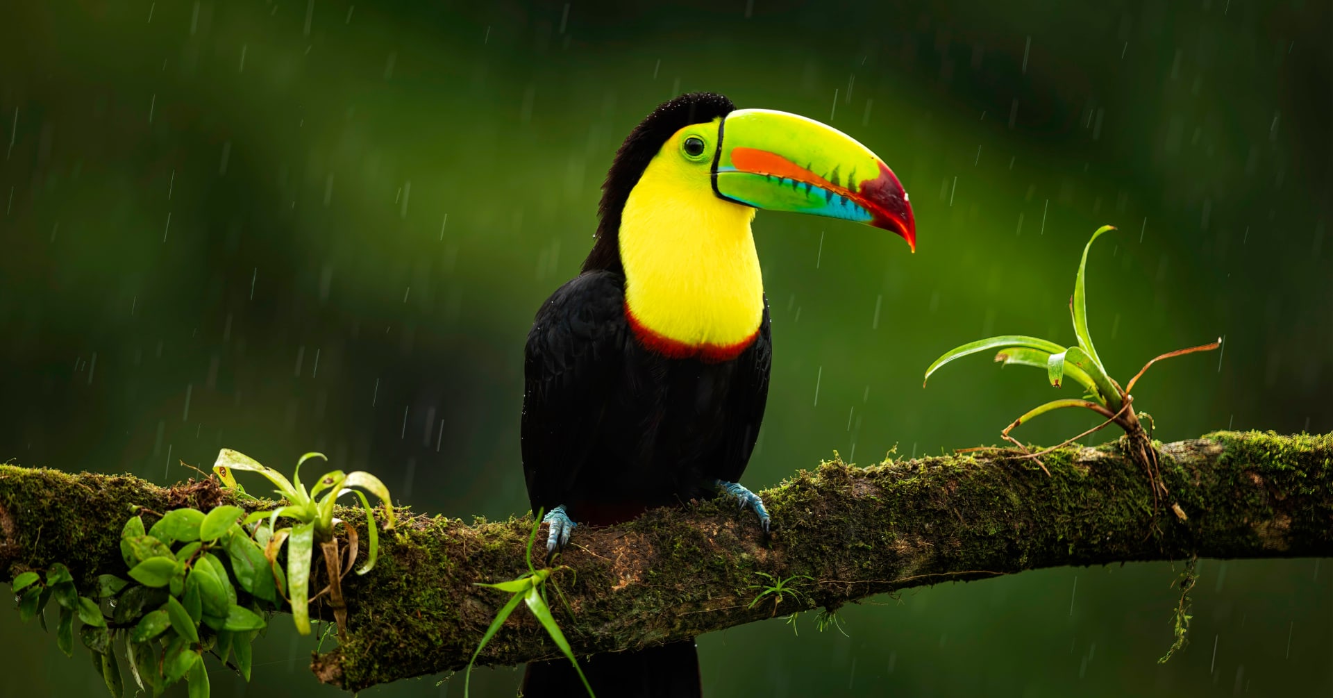 Costa Rica Wildlife Viewing: Top 10 Locations | Wayfairer Travel
