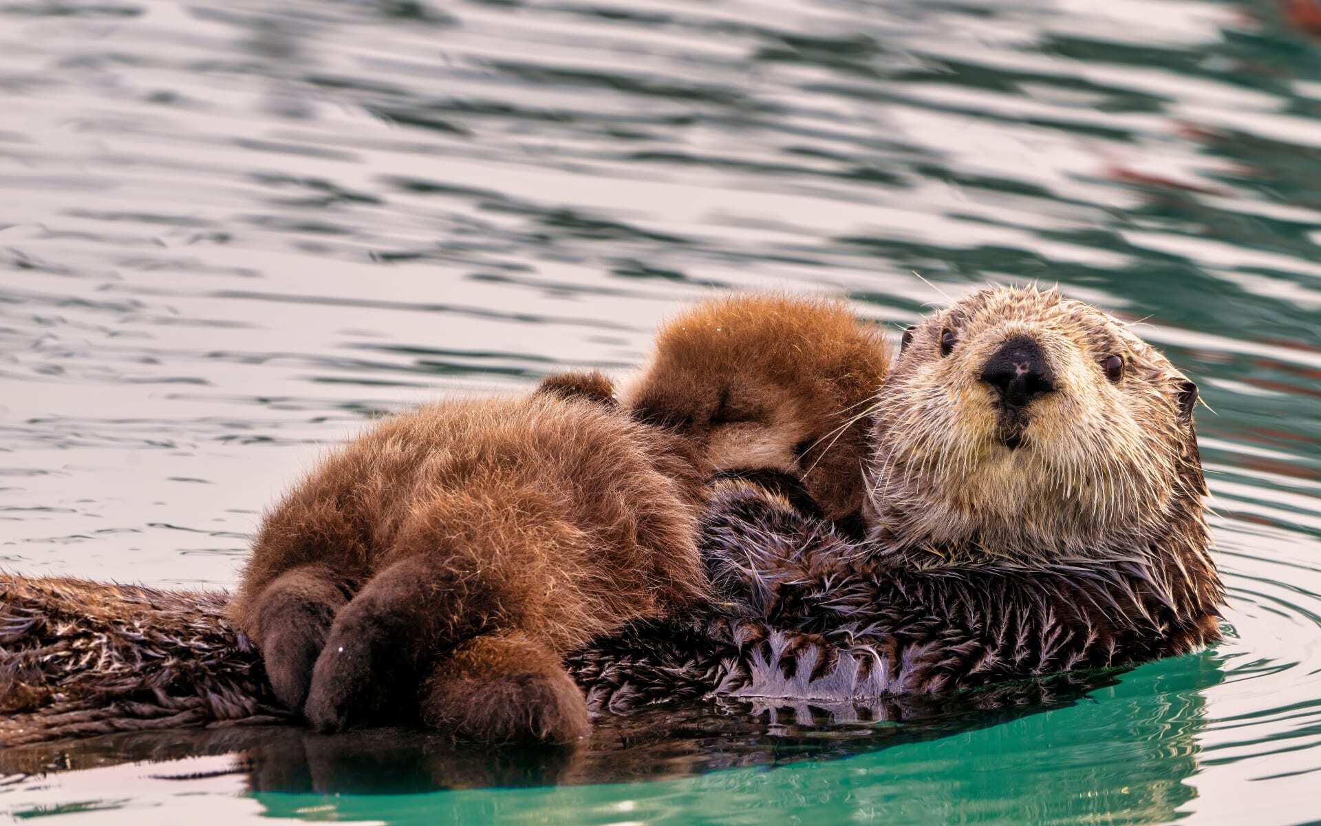 10 of the Most Endangered Species in the Ocean