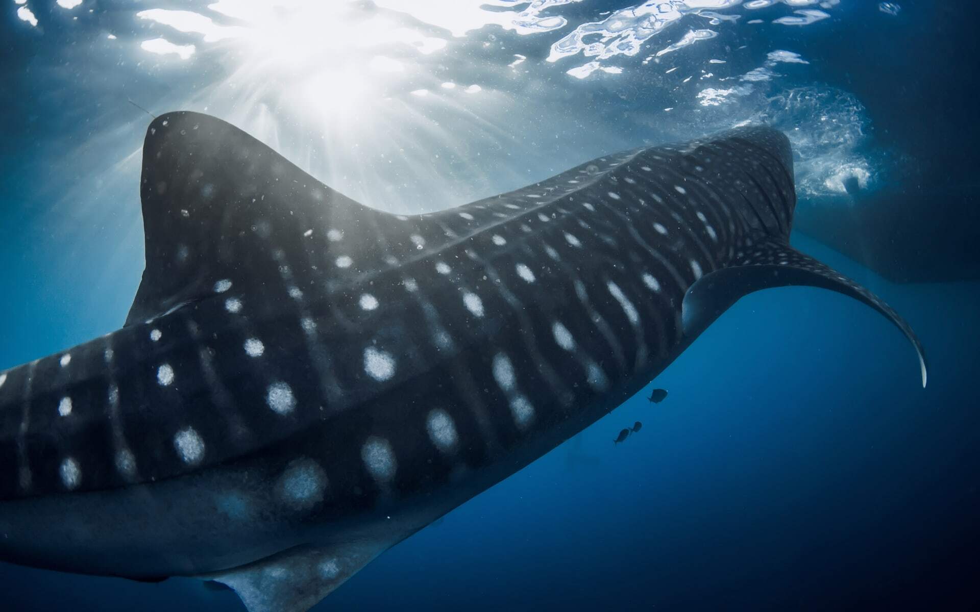 10 of the Most Endangered Species in the Ocean