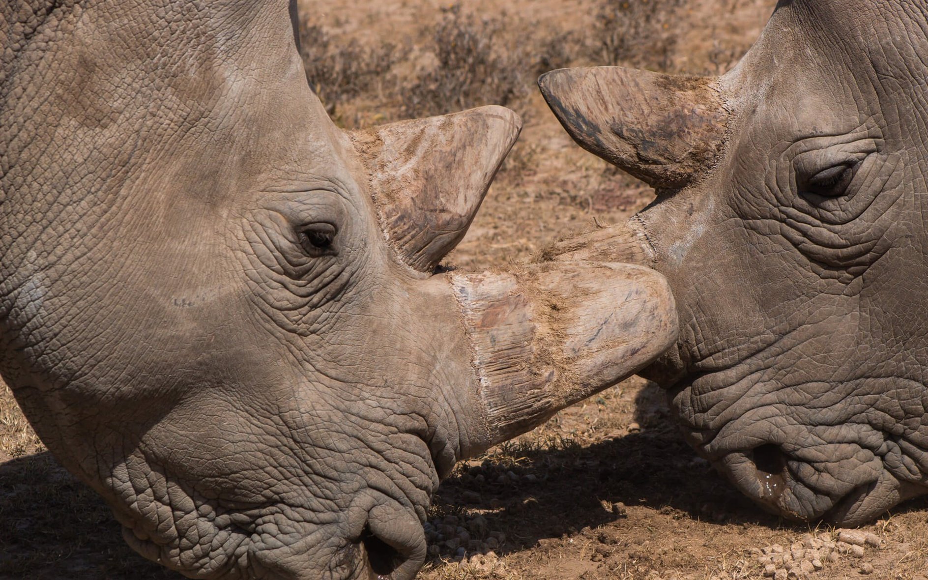 Saving the near-extinct Northern White Rhino