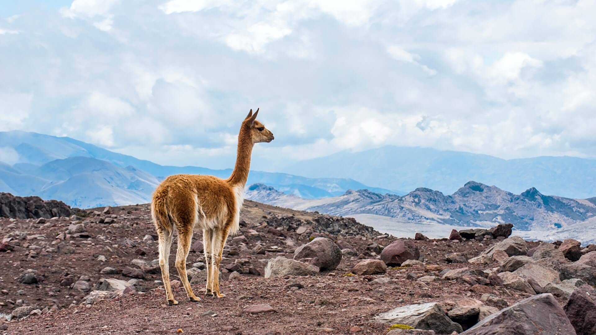 Ecuador Animals: Remarkable Wildlife of Ecuador