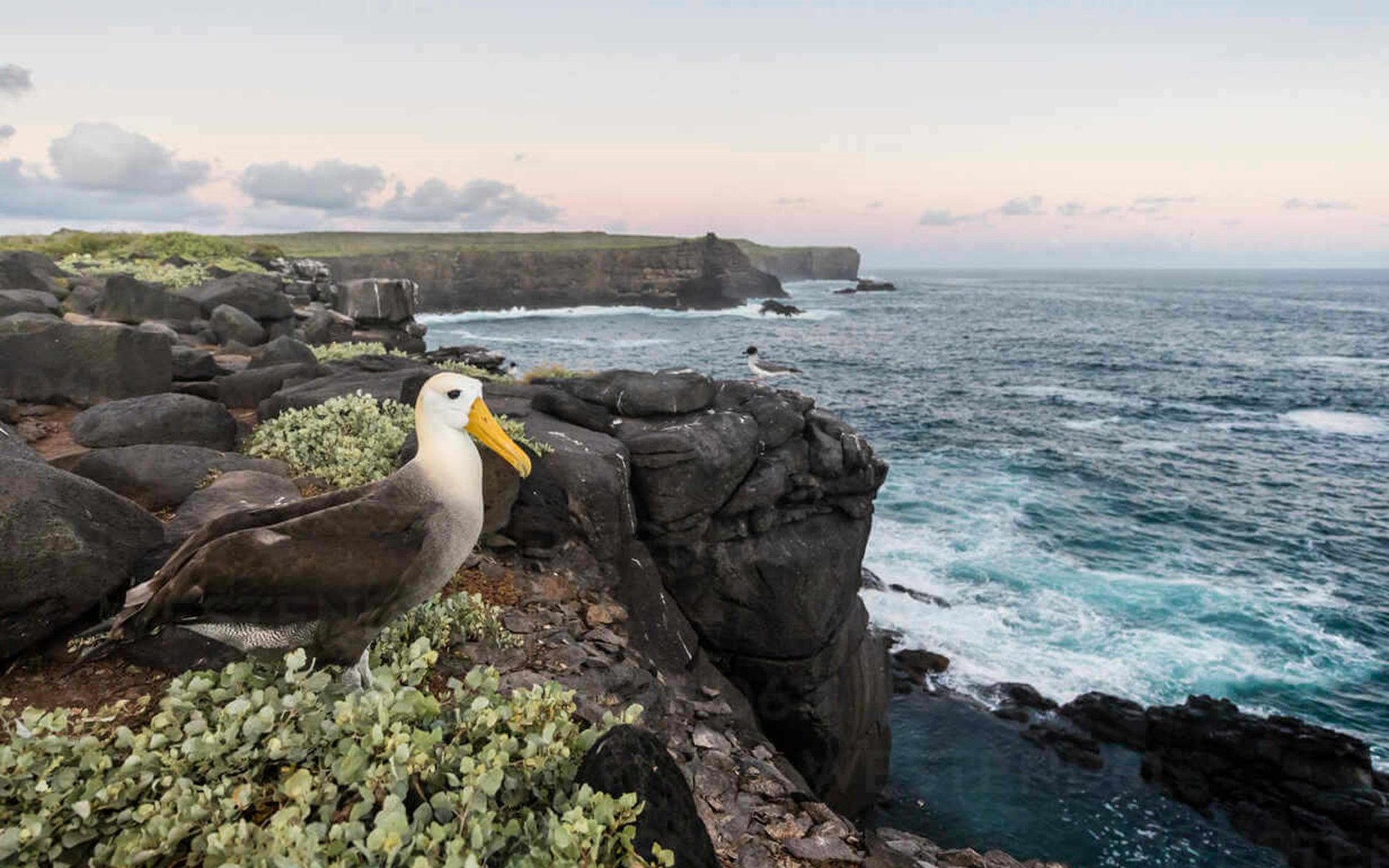 Ecuador Animals: Remarkable Wildlife of Ecuador
