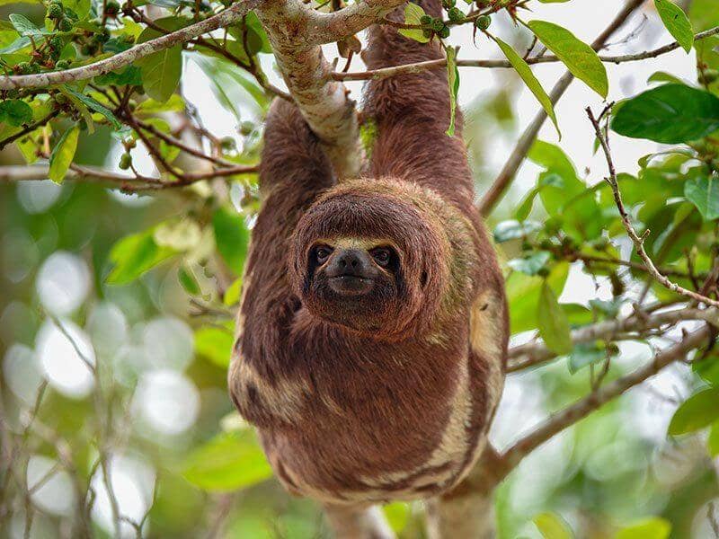 The Remarkable Wildlife of Ecuador
