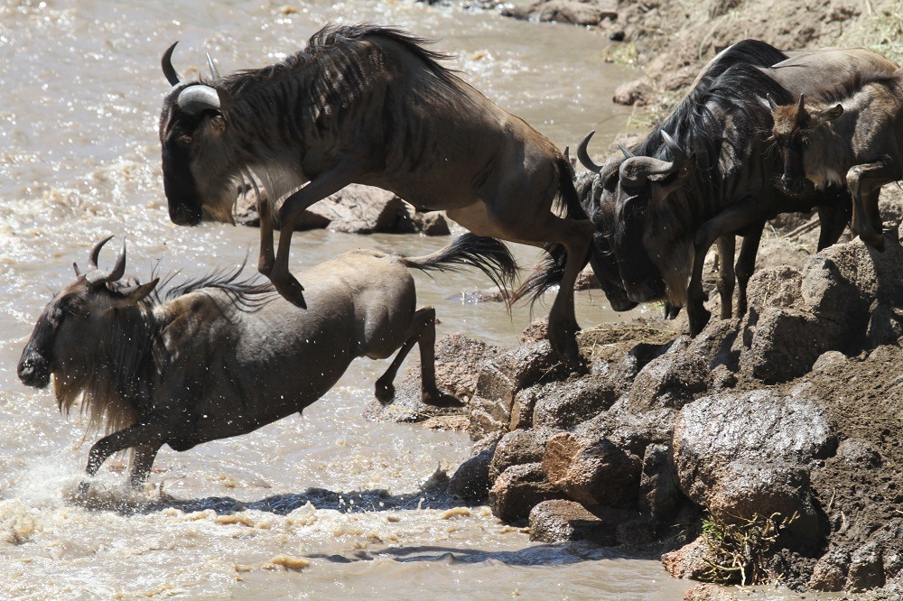 Monthly Wildebeest Migration Patterns (Including Where to Stay)